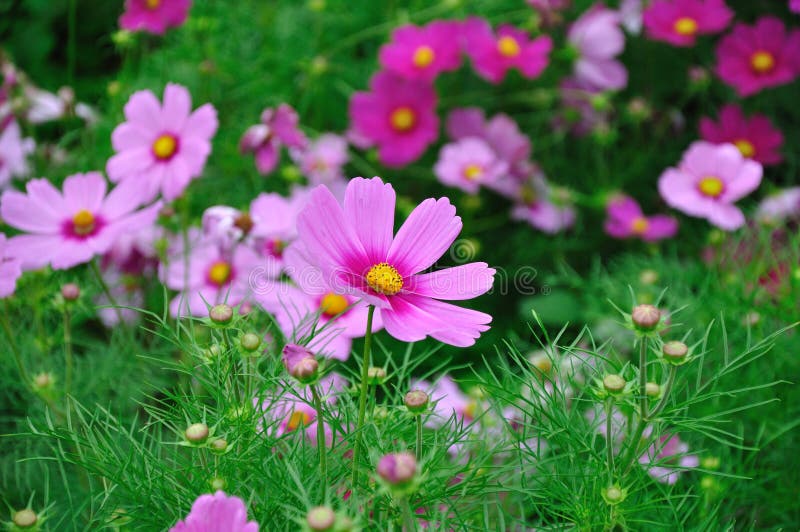 Flowers in full bloom stock photo. Image of warm, nature - 20018304