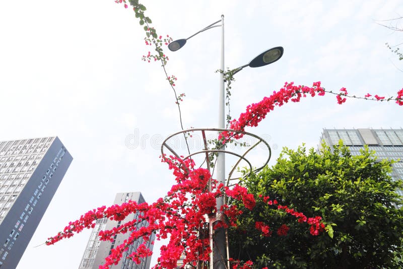 Flowers stock photo. Image of flower, lookup, vegetation - 75002138