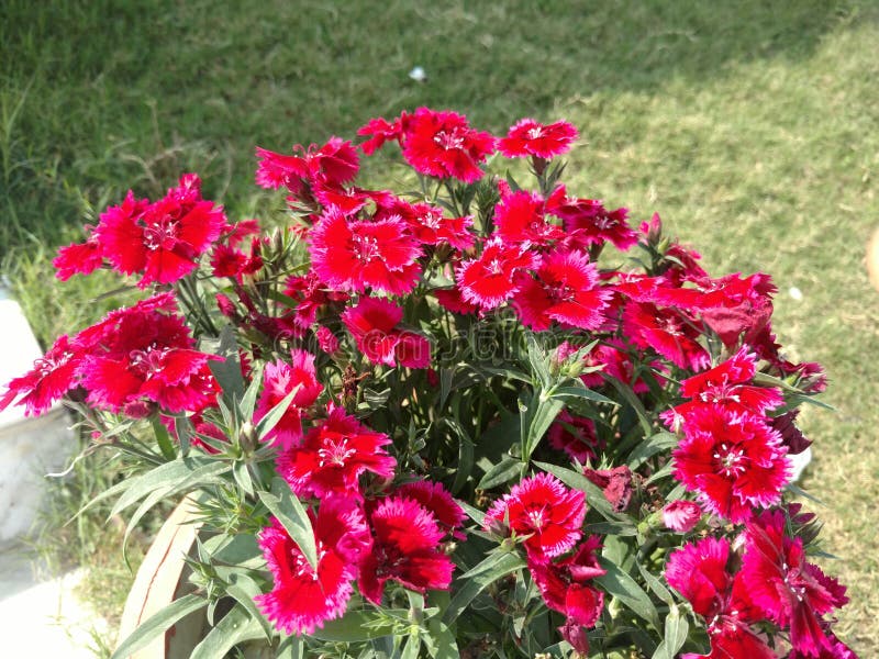 Flowers gardan stock image. Image of greens, natural - 87449517