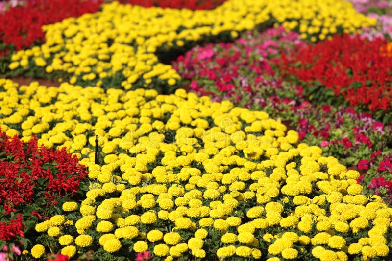 Natural Pattern with 3 Colour Flowers Stock Photo - Image of attractive ...