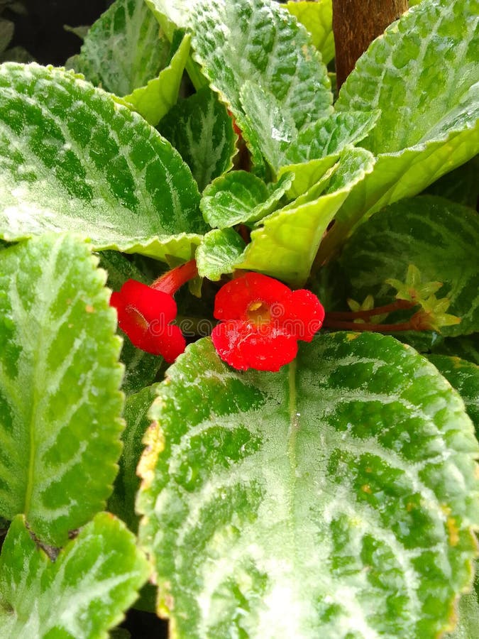 Big Leaf Amal Stock Photos - Free & Royalty-Free Stock Photos from ...