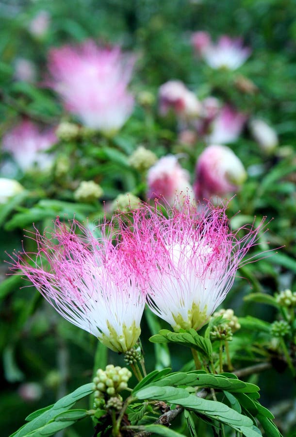 Catton candy stock photo. Image of garden, catton, flowers - 139245772