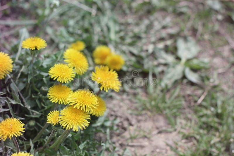 Flowers in the Garden. Dandelions Stock Photo - Image of beauty ...