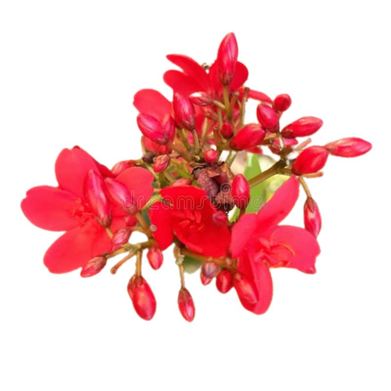 The Flowers in the Garden Design-JPEG - 111 Stock Illustration ...