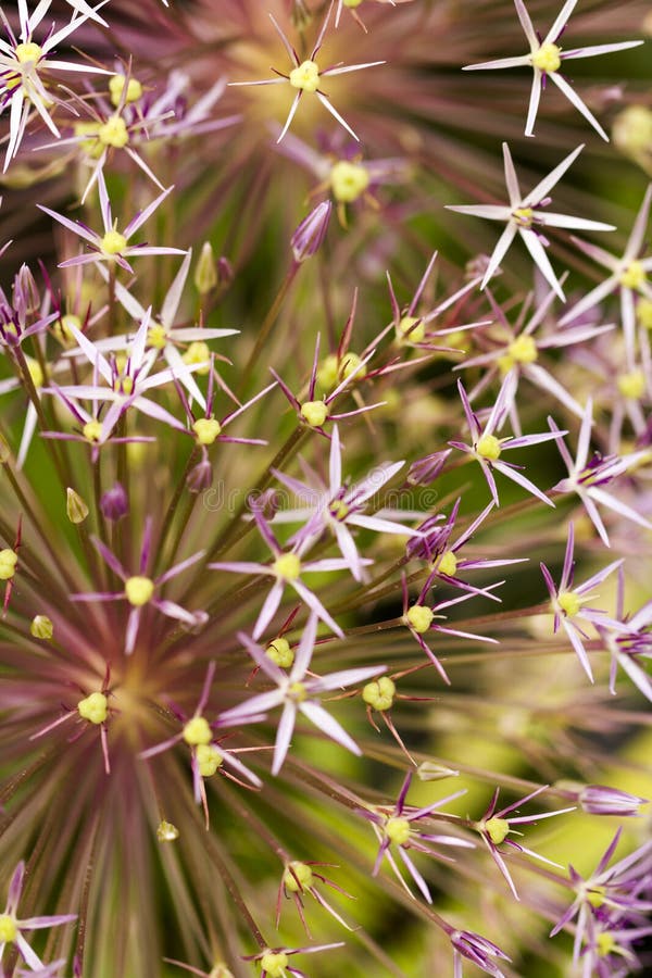 Flowers stock image. Image of summer, verdure, floral - 31616685