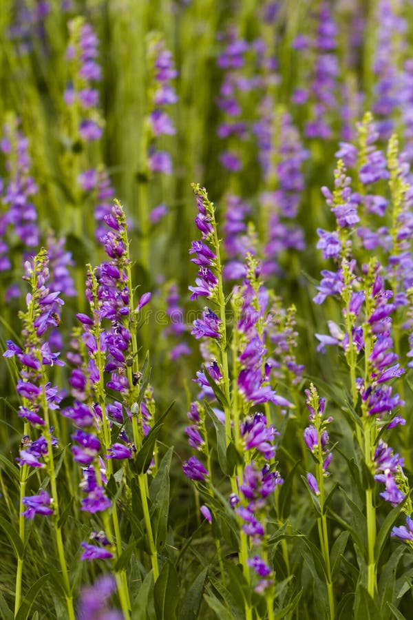 Flowers stock photo. Image of strictus, nature, flower - 31617254