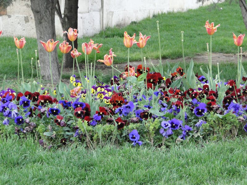 Flowers in Garden stock image. Image of yellow, plants - 96203459