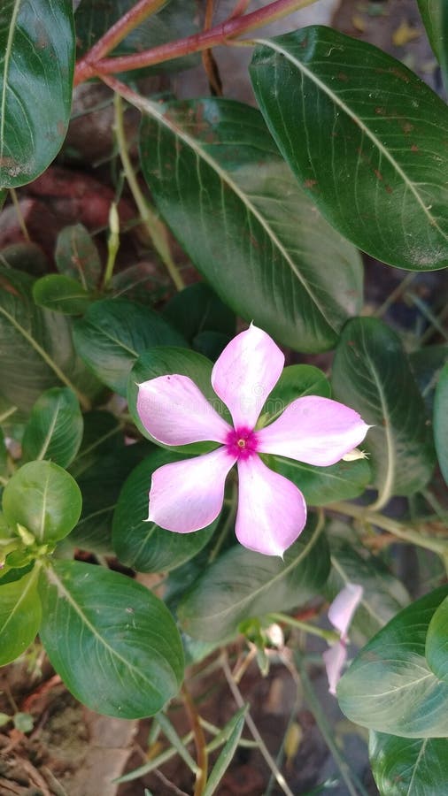 Flowers Garden Nature Indian Flowers Green Tree with Flowers Stock ...