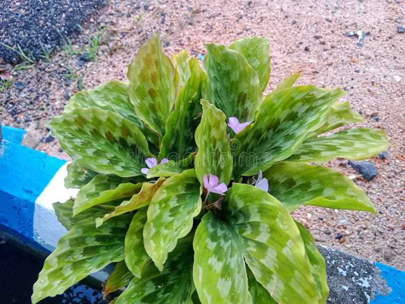 Flowers in the Garden, Potted, in the Yard, Mango Fruit, Natural, Wild ...