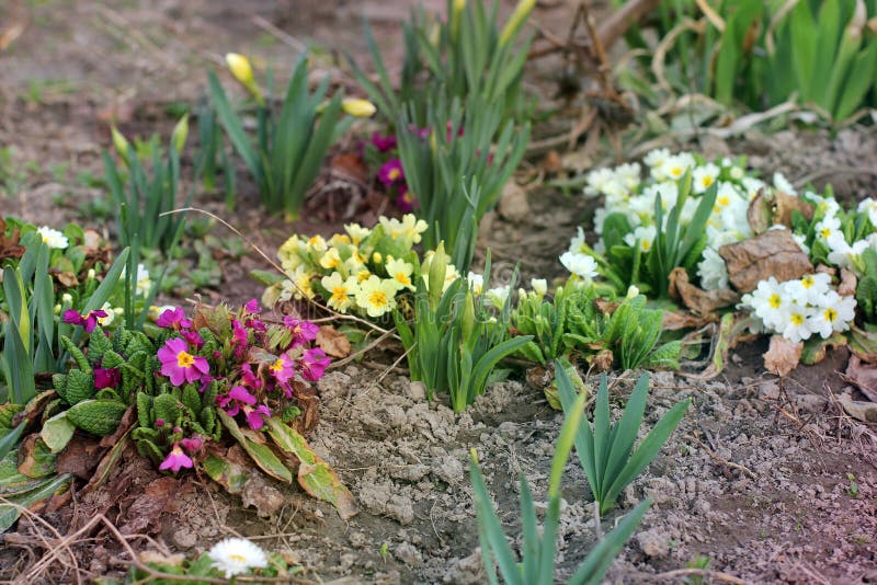 Flowers in the Garden. Spring Stock Photo - Image of farm, close: 143592042