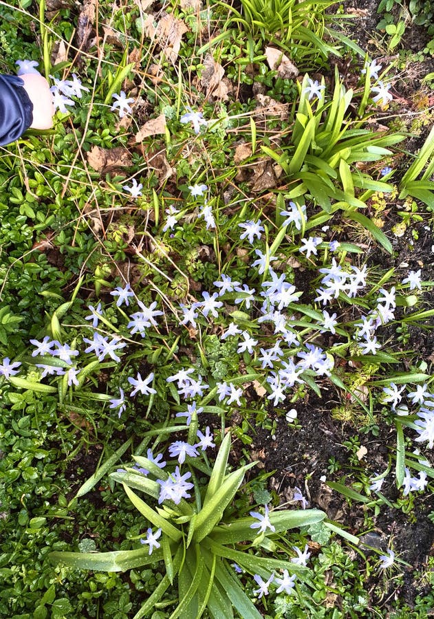 Flowers in garden stock image. Image of green, lila - 144806269