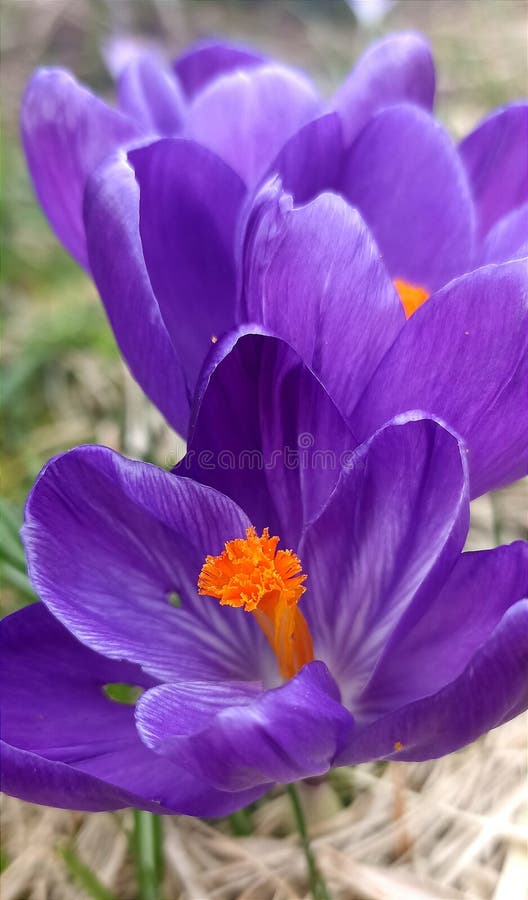 Flowers on Garden, Springer Stock Image - Image of flower, springer ...