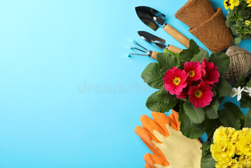 Flowers and Gardening Tools on Background, Space for Text Stock Image ...