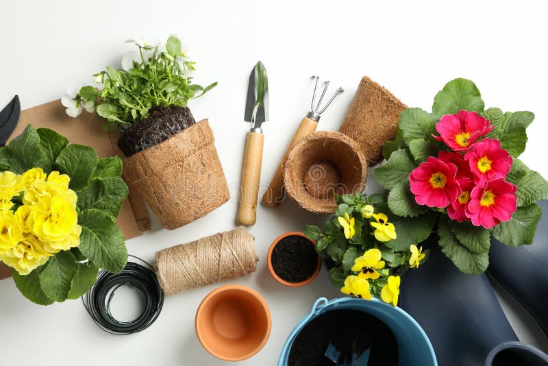 Flowers and Gardening Tools on Background, Top View Stock Image - Image ...