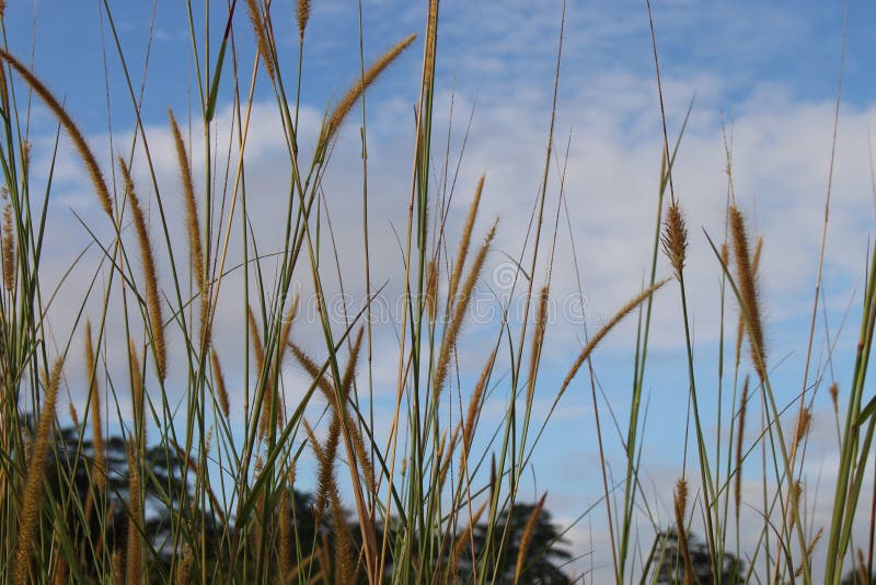 Thatch flowers stock photo. Image of flowers, wildflowers - 207236070