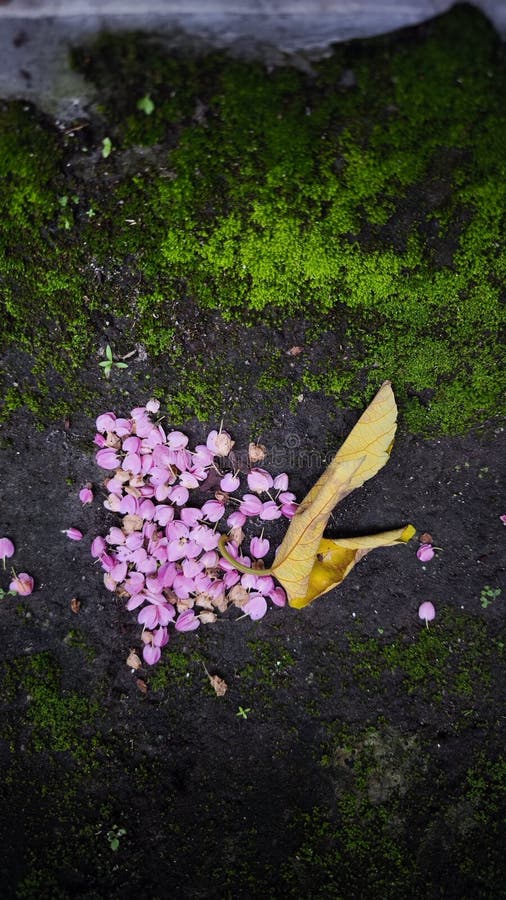 Flowers Gathered on One Side Stock Photo - Image of petal, yellow ...
