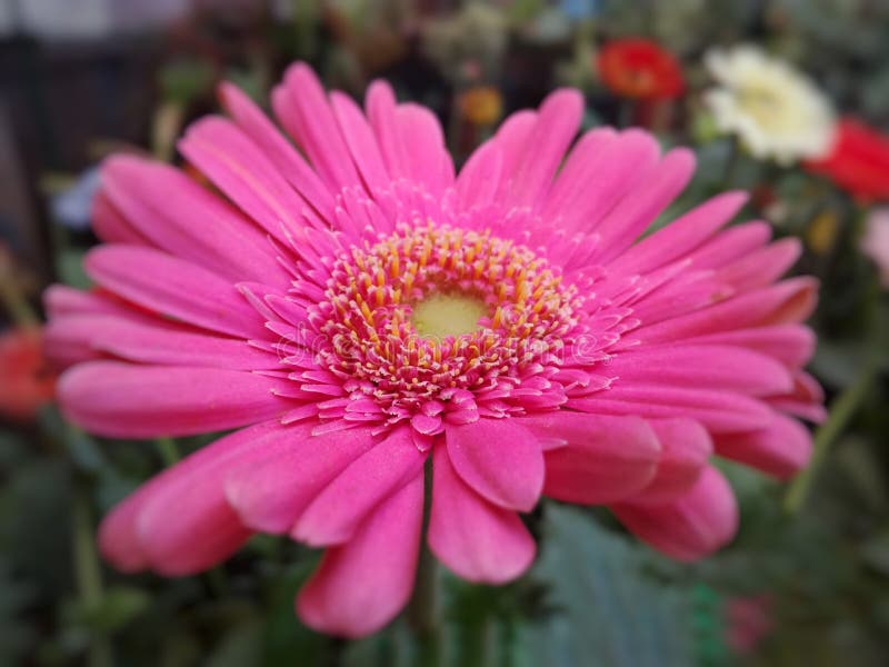 Gebra Stock Photos - Free & Royalty-Free Stock Photos from Dreamstime