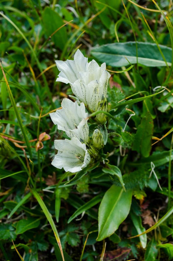 White gentian flowers stock photo. Image of moss, petals - 49194470
