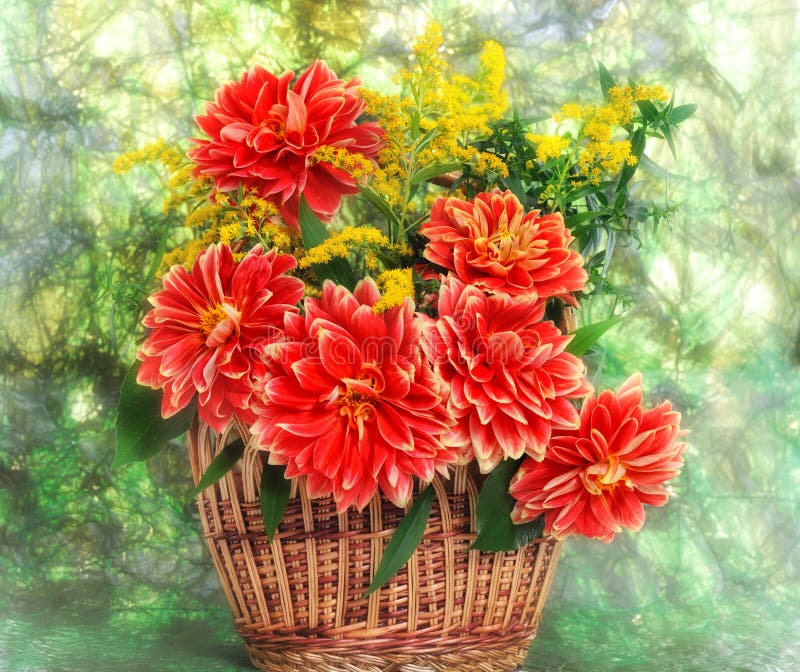 Georgina stock image. Image of pistil, detail, foliage - 11397279