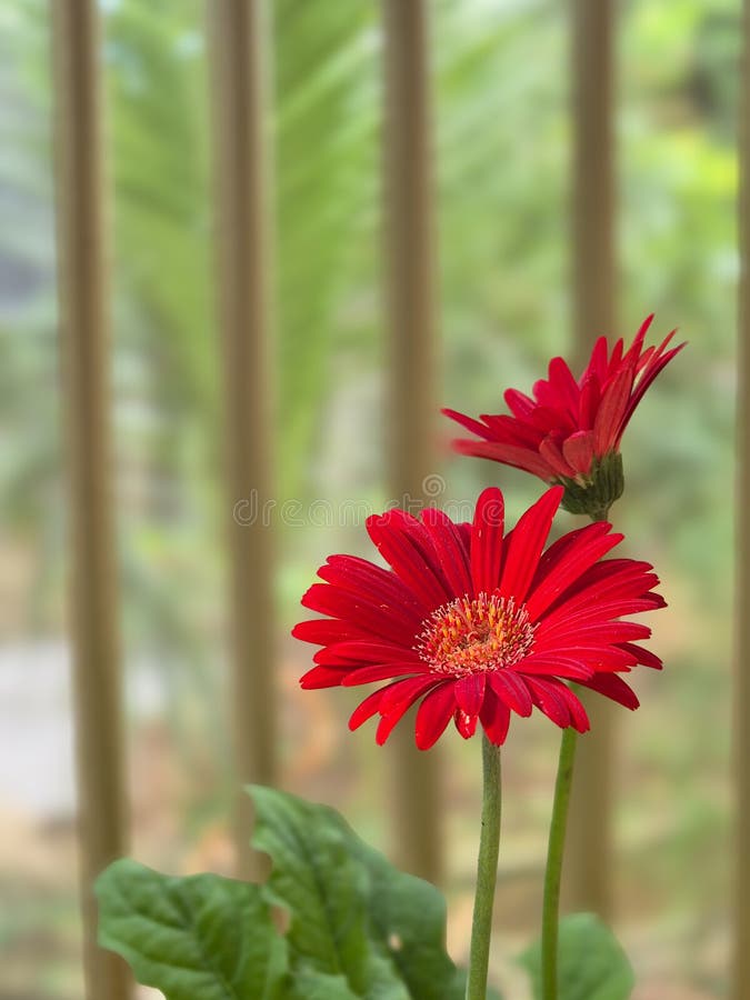 Flowers of the Gerbera Species in Dark Red Color, on the Counter. Stock ...