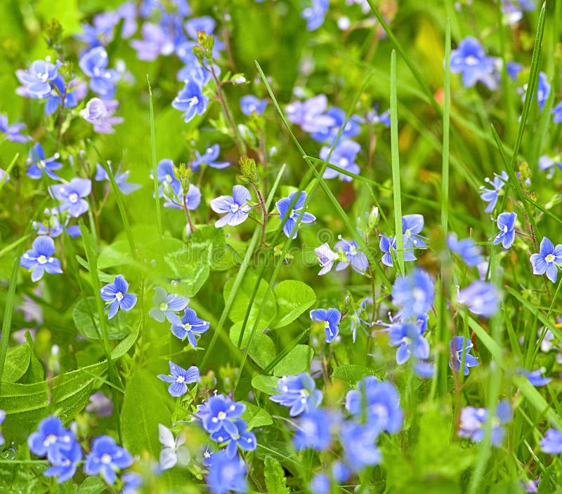 Flowers - Germander Speedwell Flowers in Bloom in Springtime Stock ...