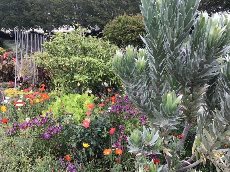 Flowers at the Getty stock image. Image of vegetation - 94662183