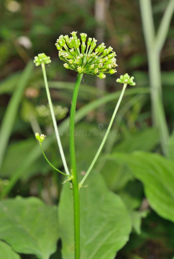 Flowers of Ginseng Panax Ginseng 4 Stock Image - Image of vertical ...