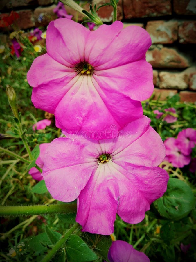 Flowers give a sweet smell stock image. Image of pink - 179940531