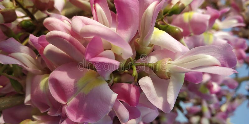 Flowers of Gliricidia Sepium Plant Stock Image - Image of beauty ...