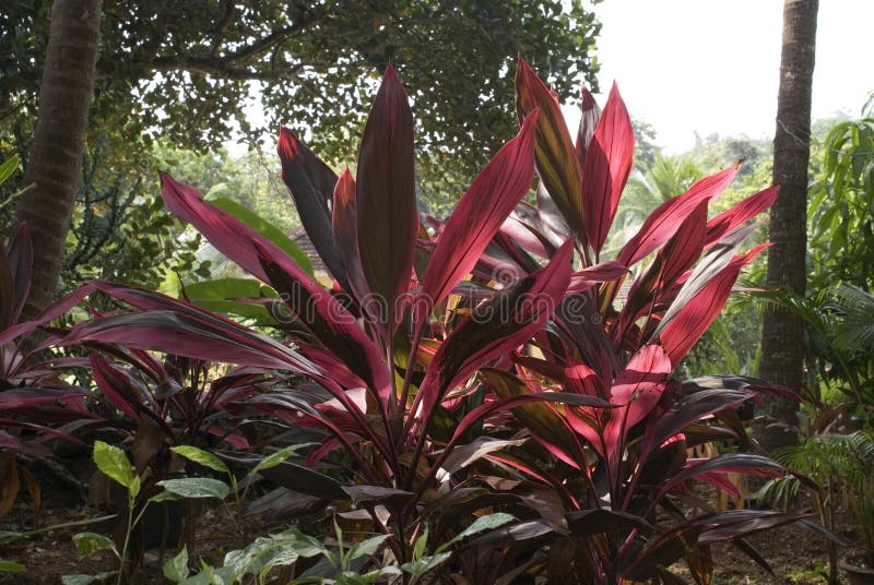 Flowers in Goa State. India Stock Image - Image of scene, green: 200609145