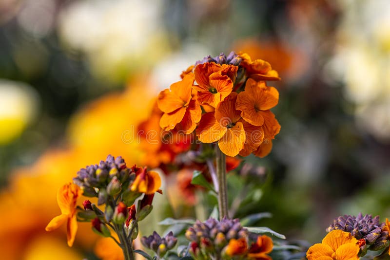 Flowers Gold Lacquer stock photo. Image of shrub, tree - 244688982