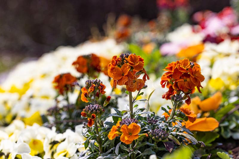 Flowers gold lacquer stock photo. Image of leaf, spring - 244688980