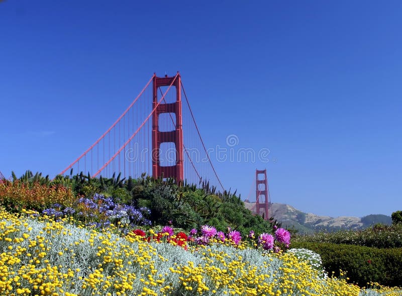 Flowers at golden gate stock photo. Image of california - 662702