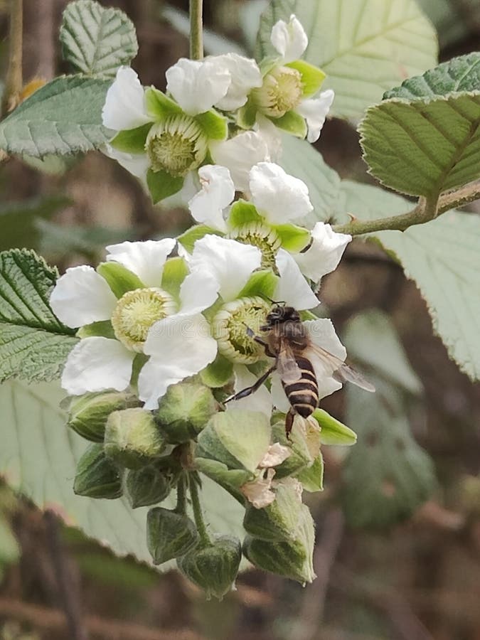 Flowers of Golden Himalayan Raspberry in Bloom Stock Image - Image of ...
