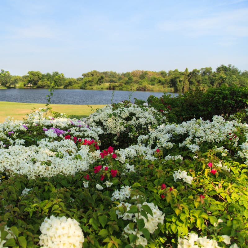 Flowers on golf course stock image. Image of beautiful - 39288979