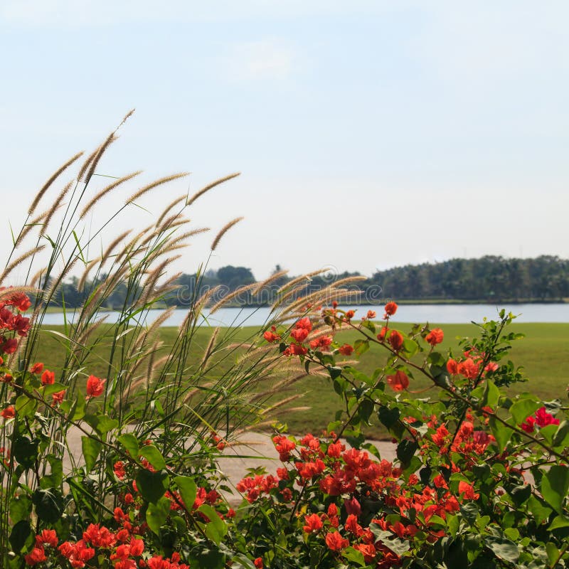 Flowers on golf course stock photo. Image of outside - 39289024
