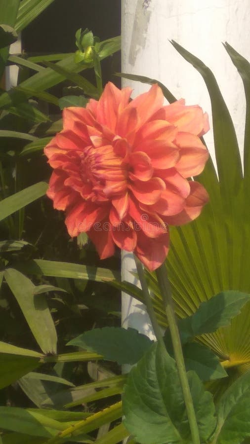 Flowers stock photo. Image of good, garden, flowers, tree - 84322968