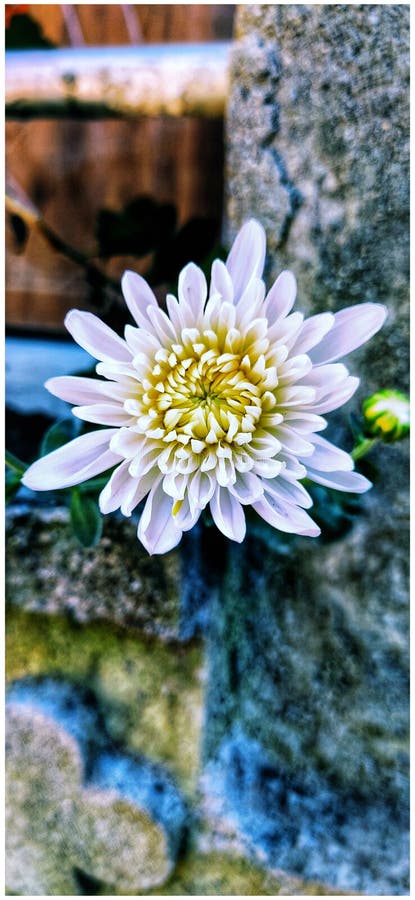 Flowers stock photo. Image of good, flower, beautiful - 174784898