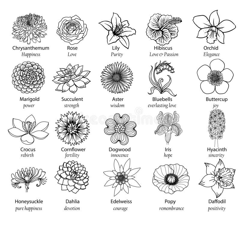 20 Flowers with Good Meanings. Vector Illustration Stock Illustration ...
