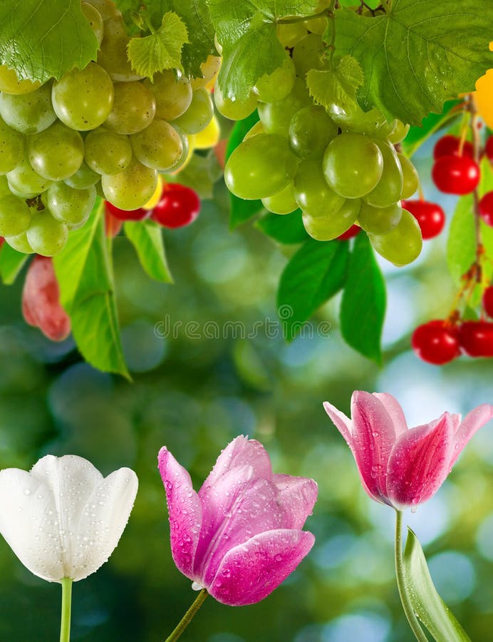 Flowers and Grapes in Garden Close-up Stock Photo - Image of concept ...
