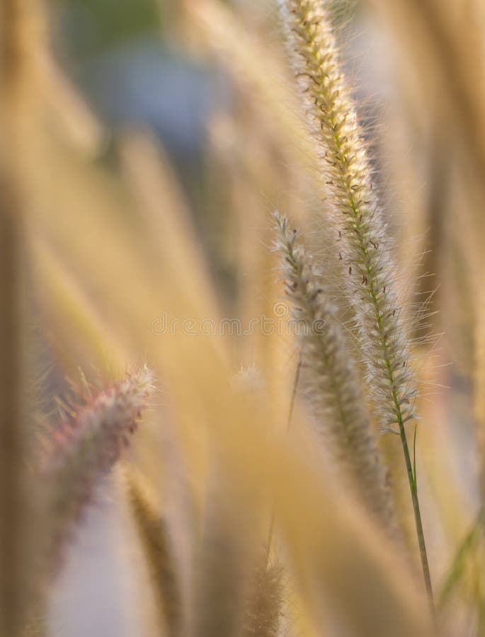 The Flowers of the Grass that Bloom Naturally Stock Image - Image of ...