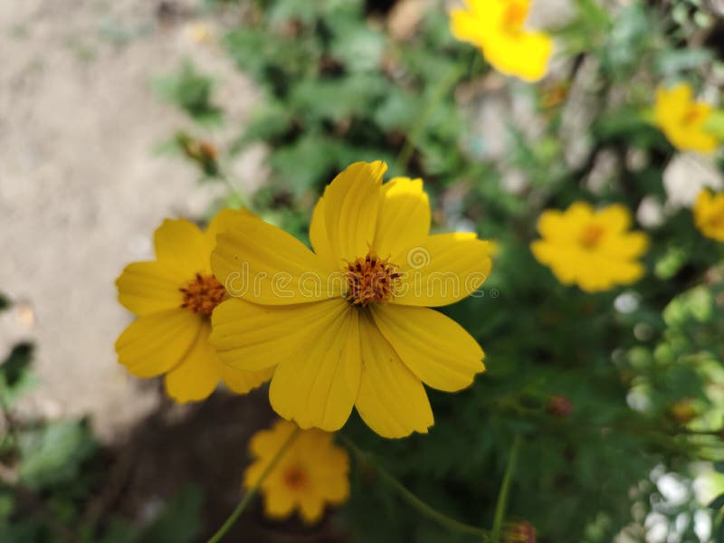 Flowers and Grass Bloom on the Road when Spring Comes Stock Image ...