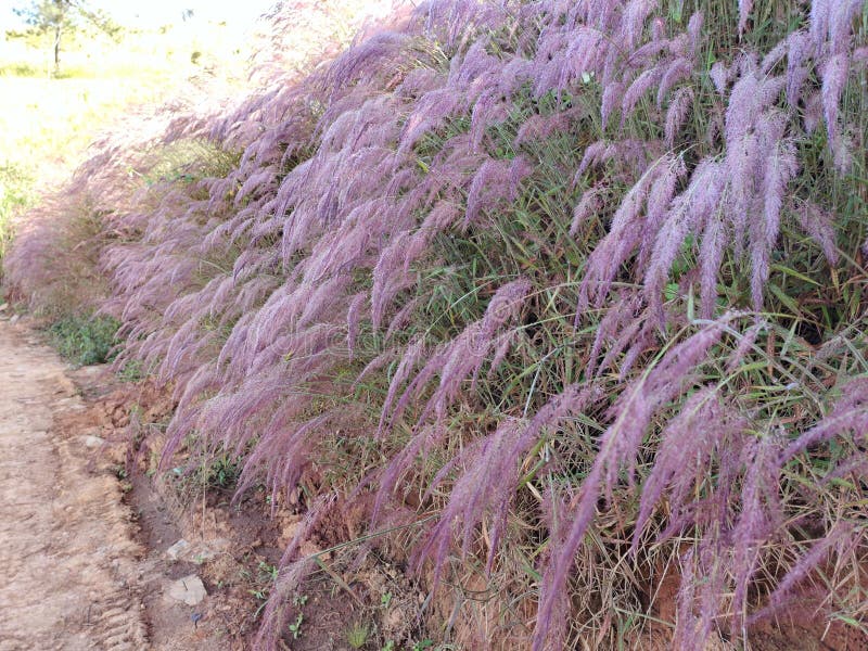 Flowers and Grass Bloom on the Road when Spring Comes Stock Photo ...