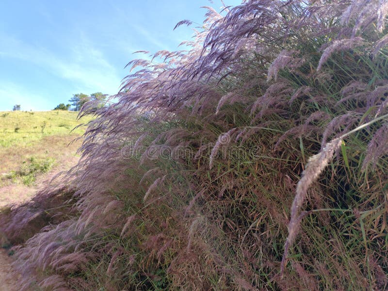 Flowers and Grass Bloom on the Road when Spring Comes Stock Image ...