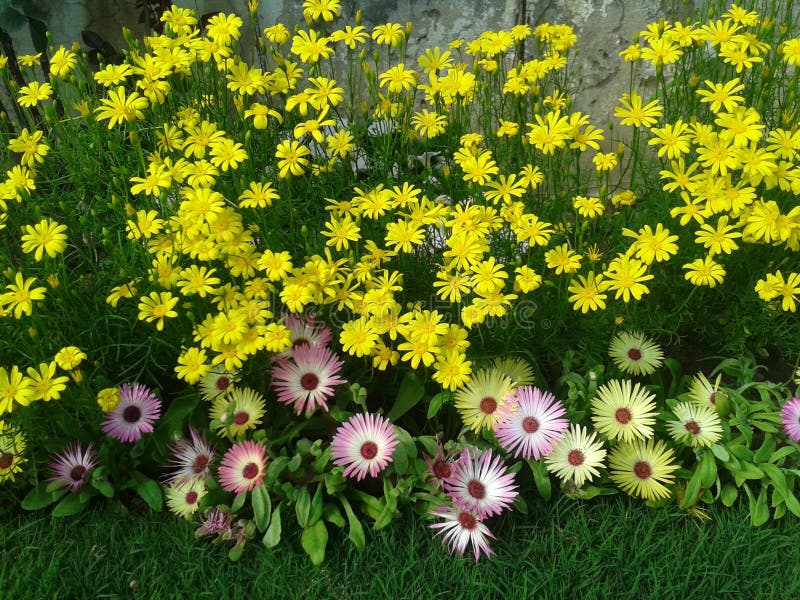 FLOWERS stock image. Image of garden, flowers, beauty - 49659895