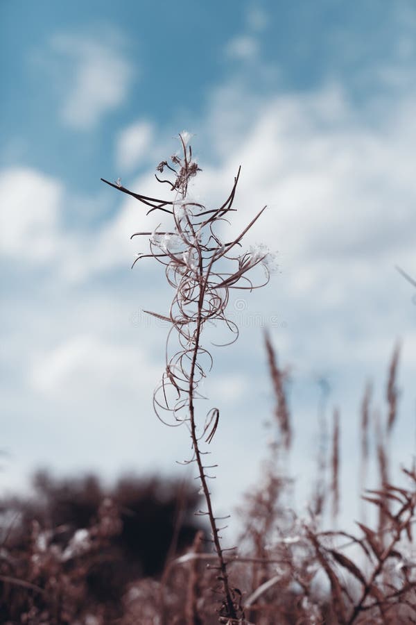 Flowers and Grass in Autumn, Sepia and Blue, Sepia Tone Stock Image ...
