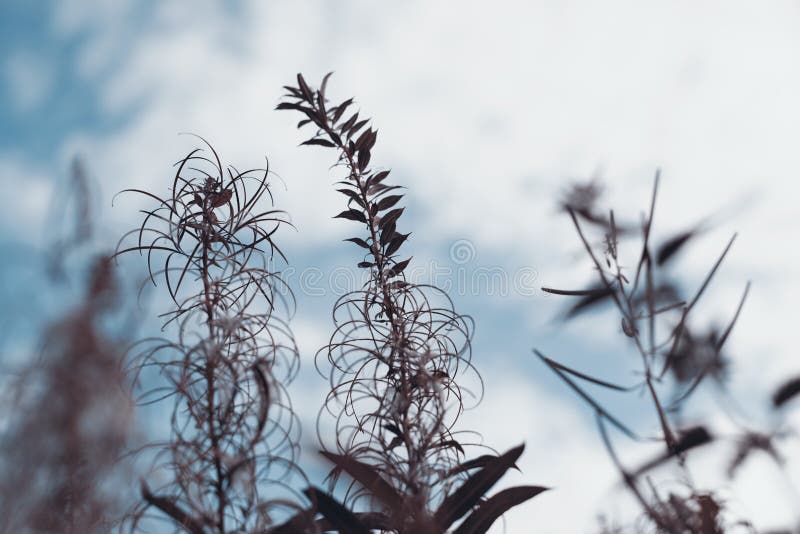 Flowers and Grass in Autumn, Sepia and Blue, Sepia Tone Stock Photo ...