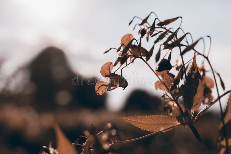 Flowers and Grass in Autumn, Ginger and Blue, Sepia Tone Stock Image ...