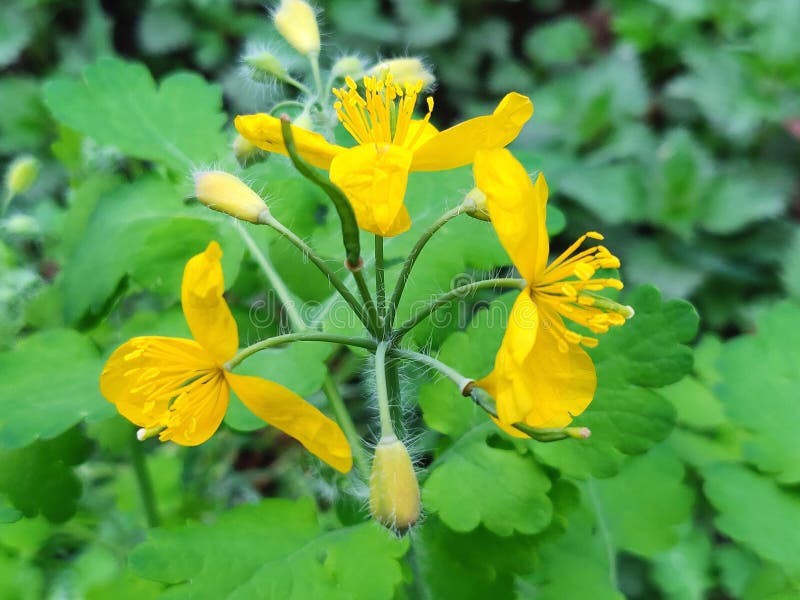 Chelidonium flowers stock photo. Image of flowers, milkweed - 182268990