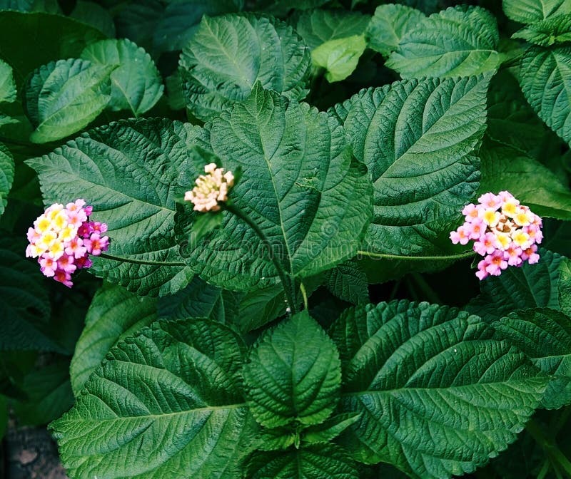 Flowers with Green Leaf stock photo. Image of lilac - 216726444